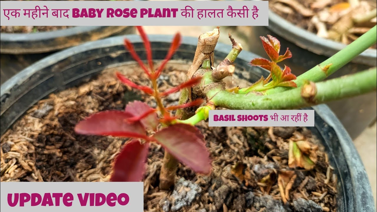 Baby Rose 🌹 plant की 1 month के बाद की update, overview or update दोनो ...