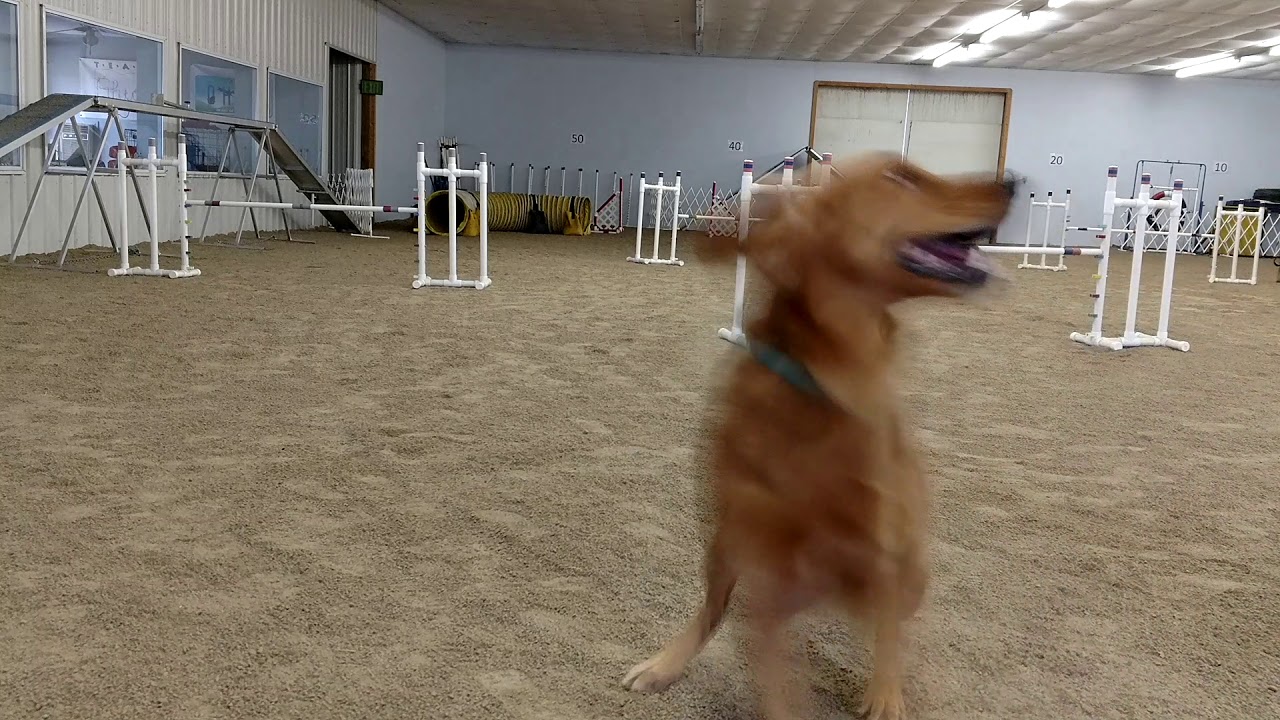 Bad dog agility NAC prep course week 3 exercise 1 - YouTube