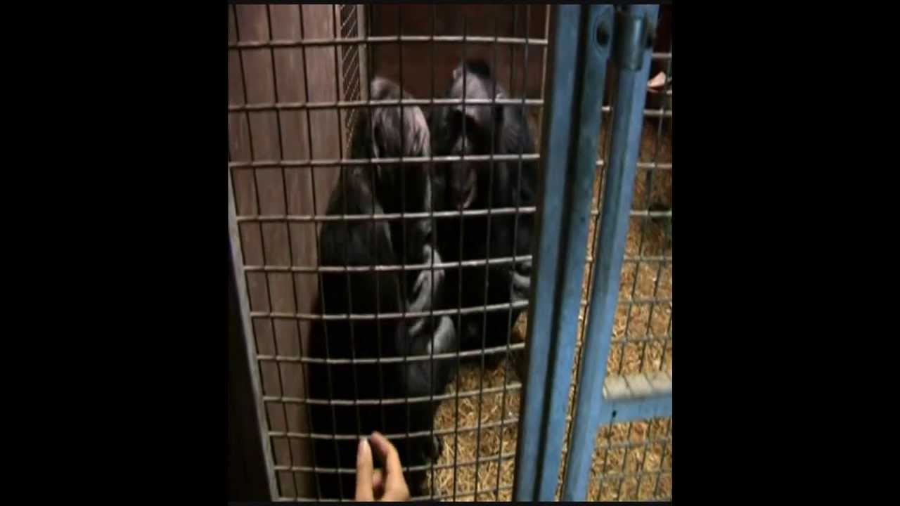 Rhys to the rescue of Billy the chimpanzee with Wales Ape & Monkey ...
