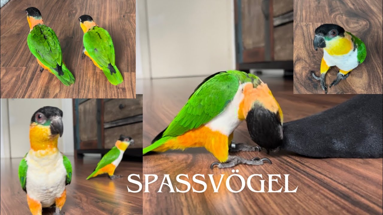 Spassvögel - YouTube