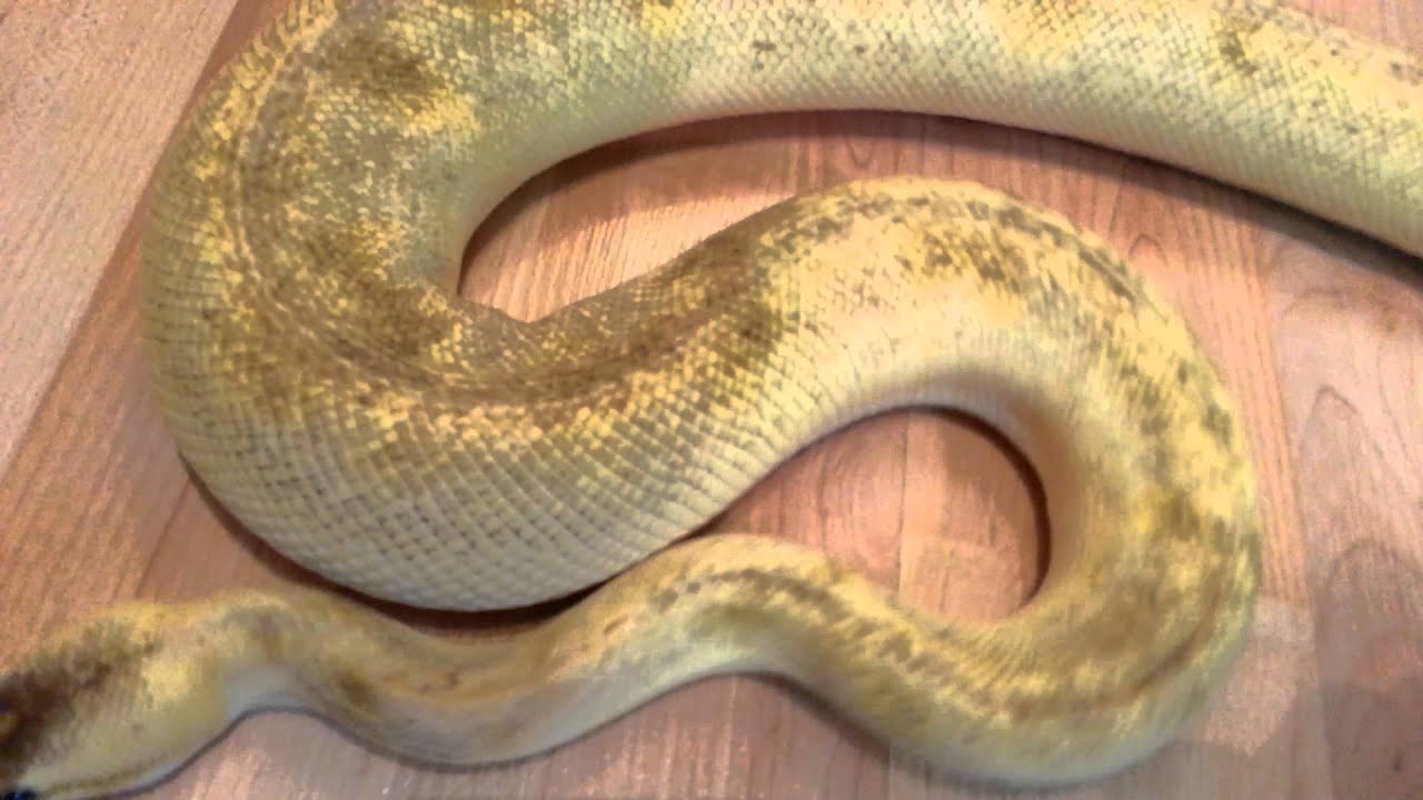Pastel champagne ball python - YouTube