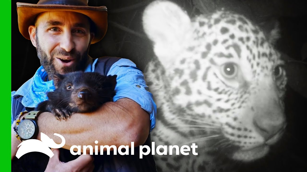 These Animals Are As Cute As They Are Deadly | Coyote Peterson: Brave ...