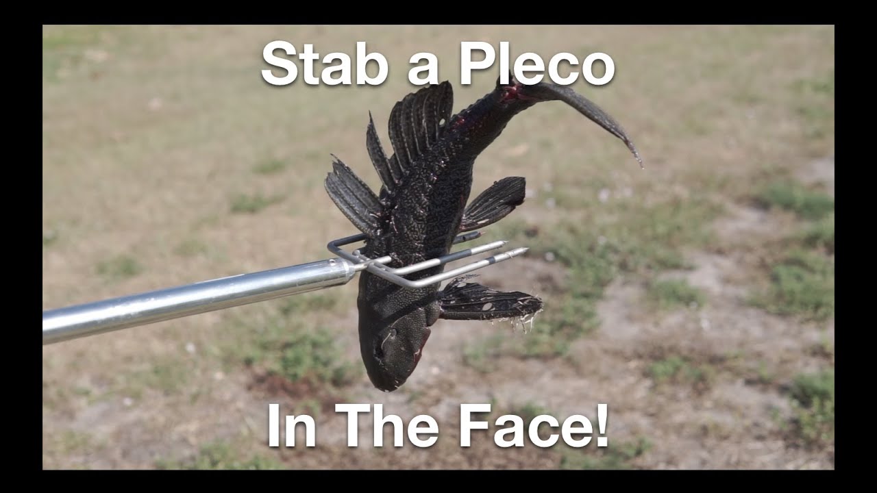 Violent Fishing! gigging for plecos invasive species - YouTube