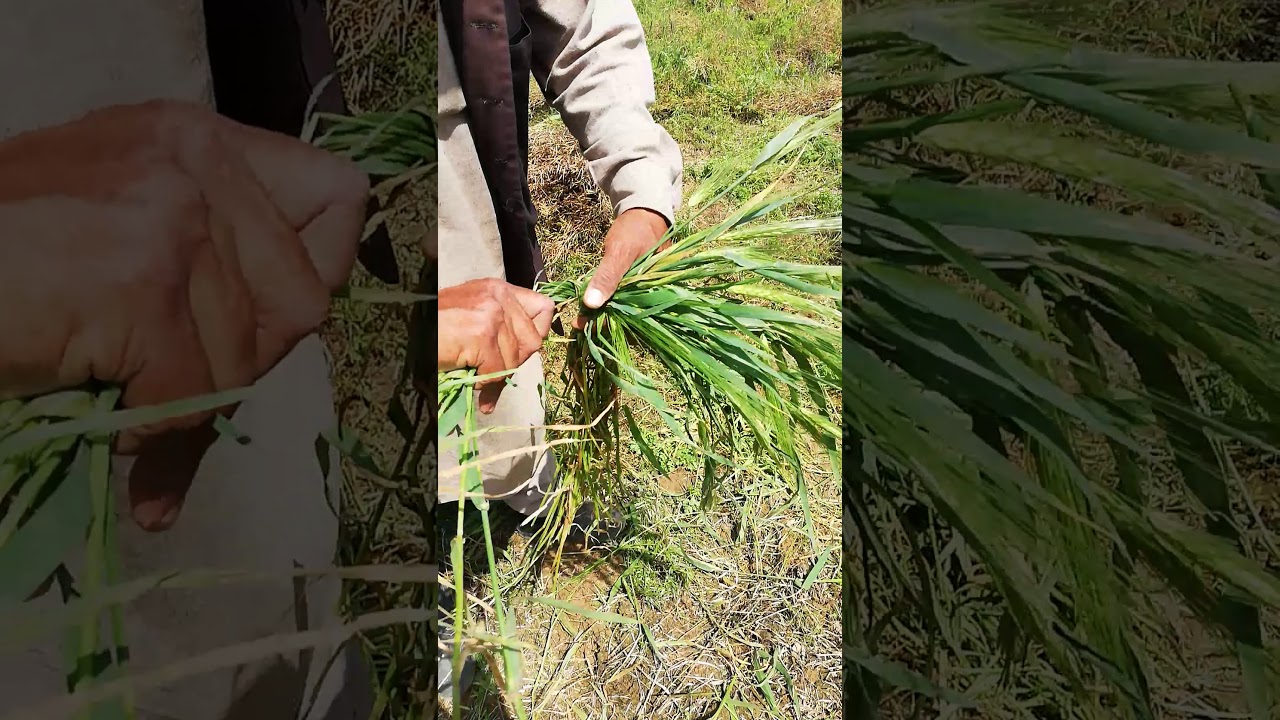Grass binder Desi way - YouTube