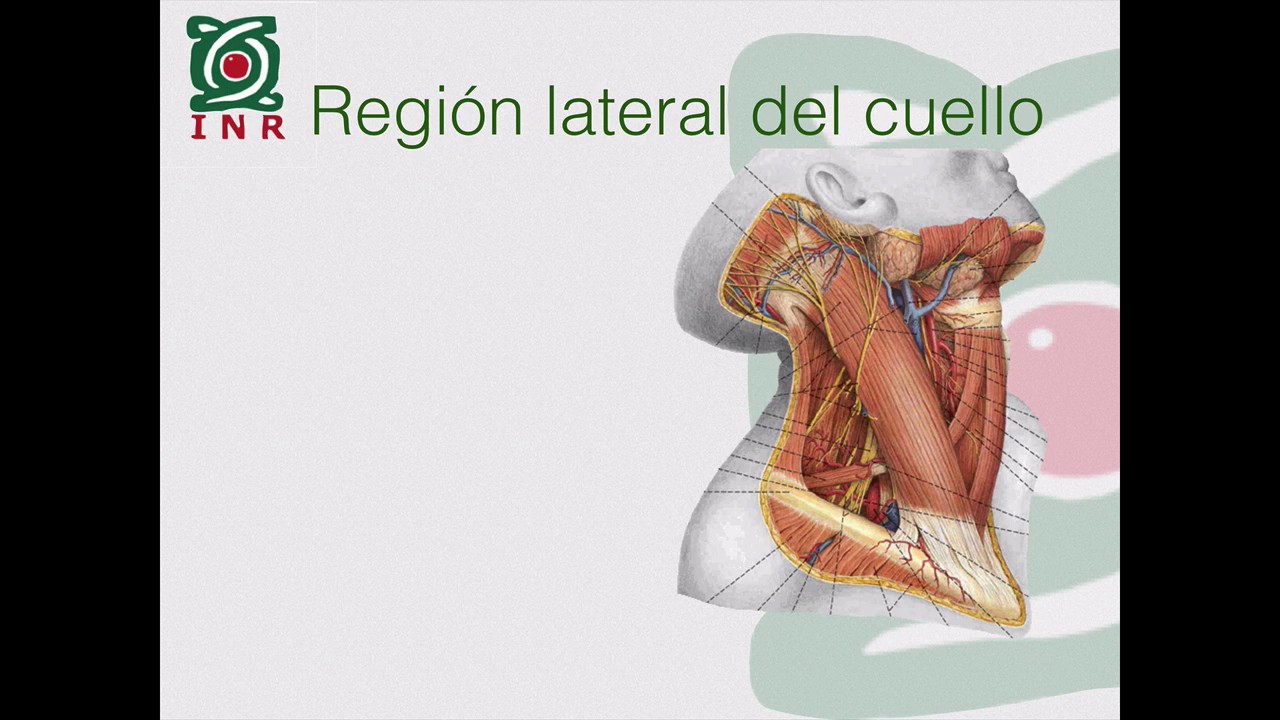 Anatomía cervical 3 - YouTube