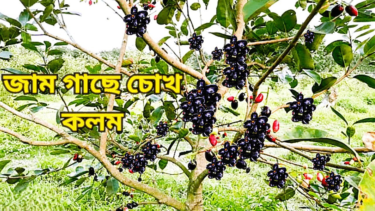 জাম গাছে চোখ কলম করার সঠিক পদ্ধতি | Jam Gach Budding Technique | ফলন ...