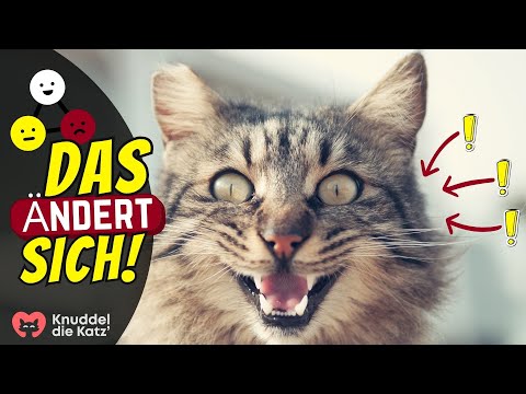 This is how a cat's personality changes after neutering.