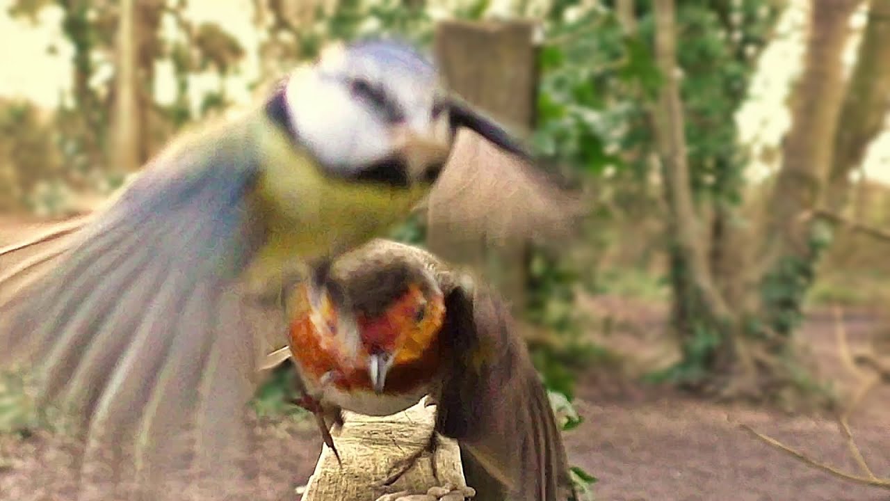 Robin Bird Rules The Fence - Filmed in Slow Motion - YouTube