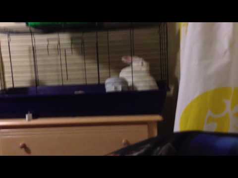 The farting bunny part 2