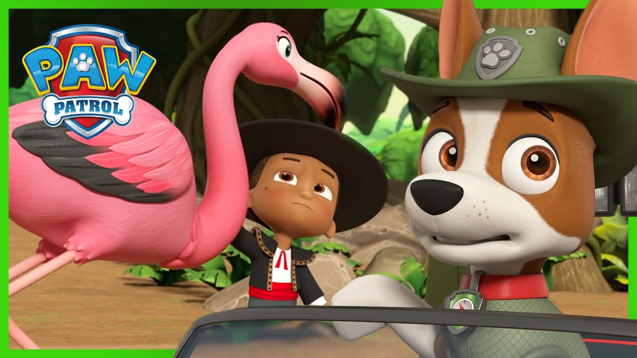 Pups Save a Flamingo Dancer - PAW Patrol Episode - Cartoons for Kids ...