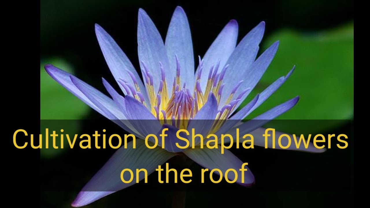 Cultivation of Shapla flowers on the roof - YouTube
