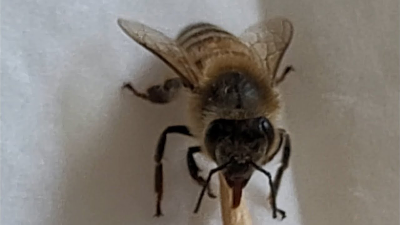 Reviving a Starving Bee, A Small Act of Kindness ️ ️ ️💯💯💯 - YouTube