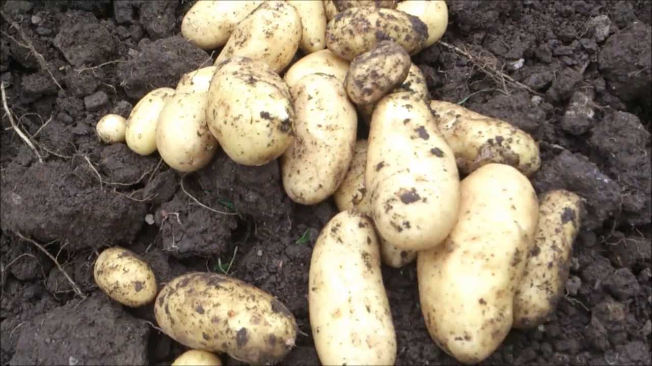 Allotment Journal - The Dreaded Potato Blight or NOT as it turned out ...
