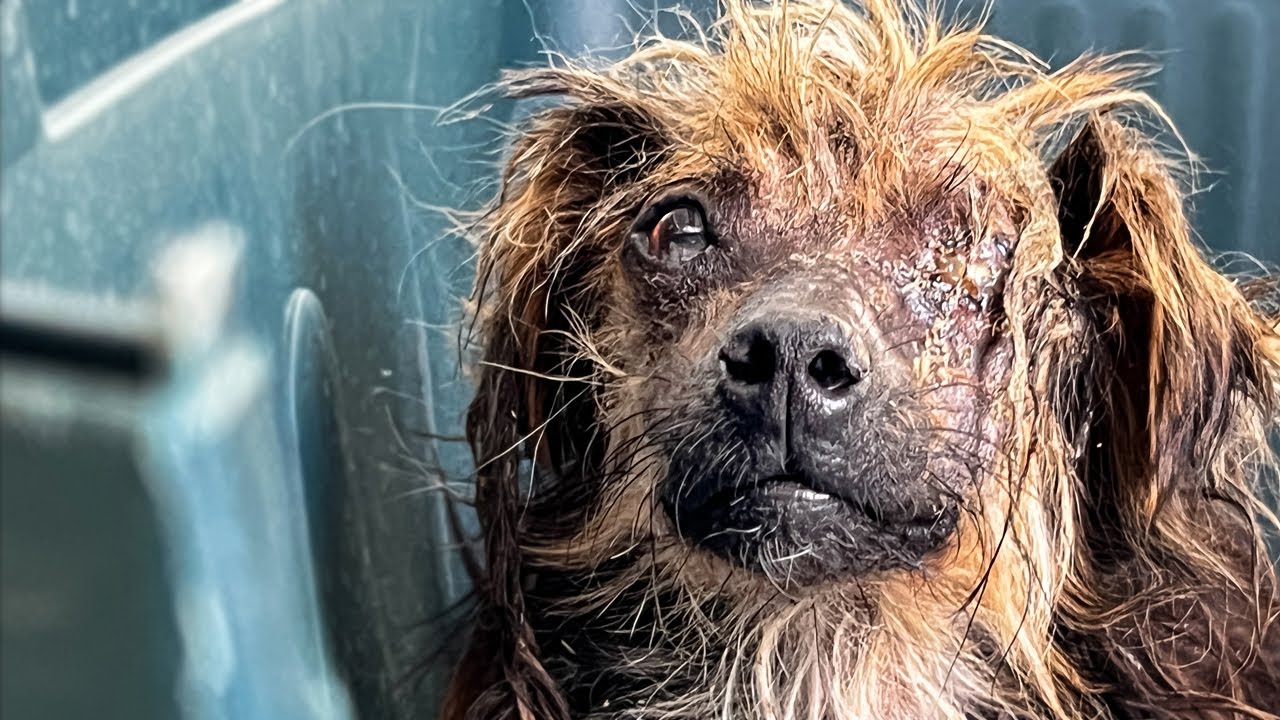 After a life time of suffering, this dog has found peace! - YouTube