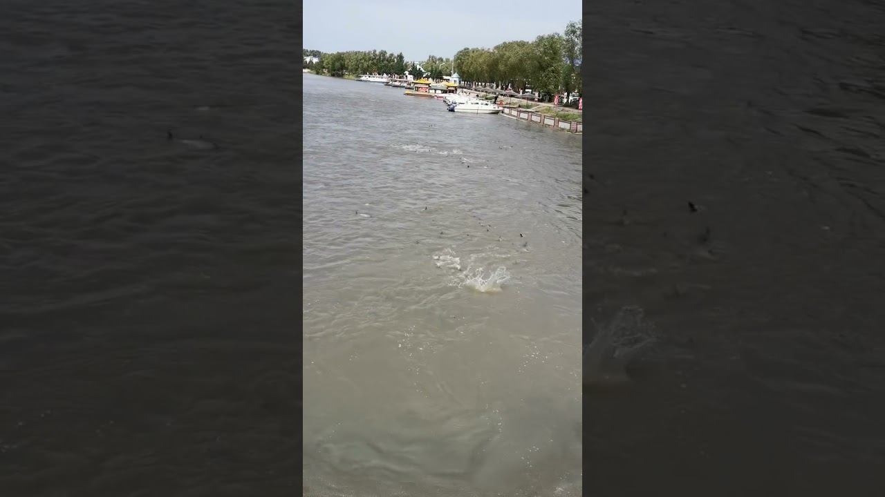 Top viral fish fishing Amazing fish video ,fishing video TIK TOK - YouTube