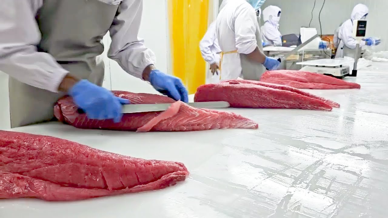 Indonesian Tuna | Handline Fishing & Processing Factory Overview - YouTube