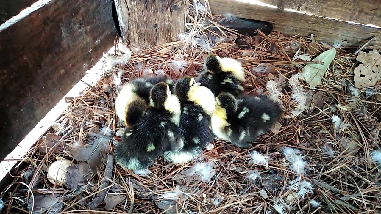 Mis patos bebés - YouTube