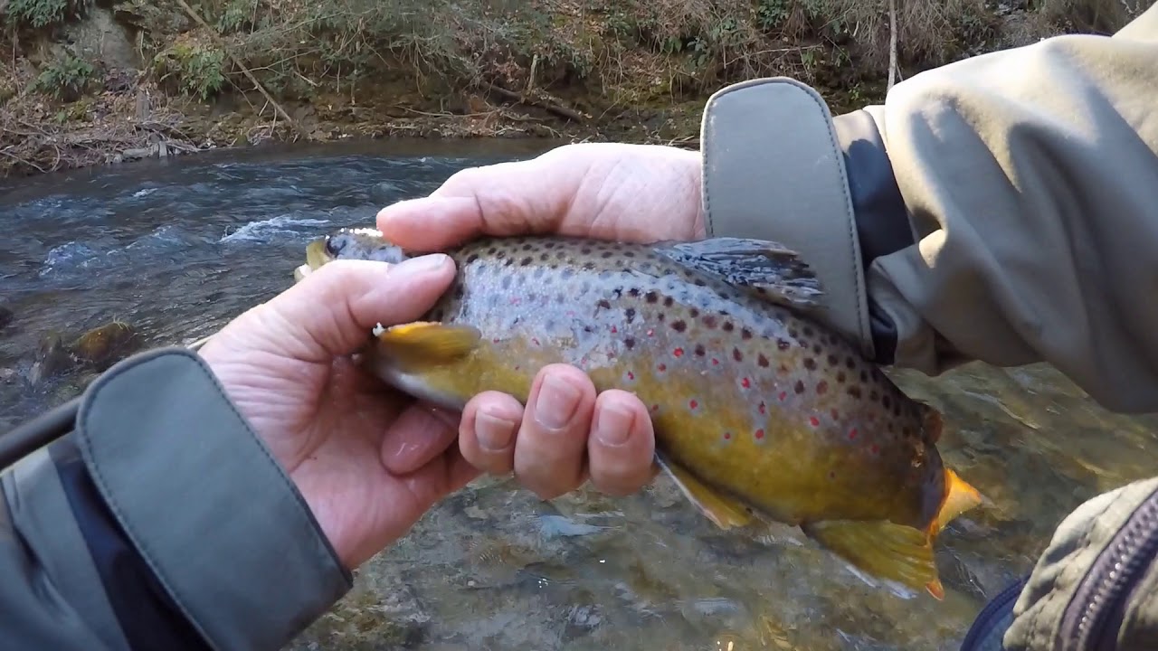 Tight Line Nymphing a Pennsylvania Spring Creek, Nov. 2017 - YouTube