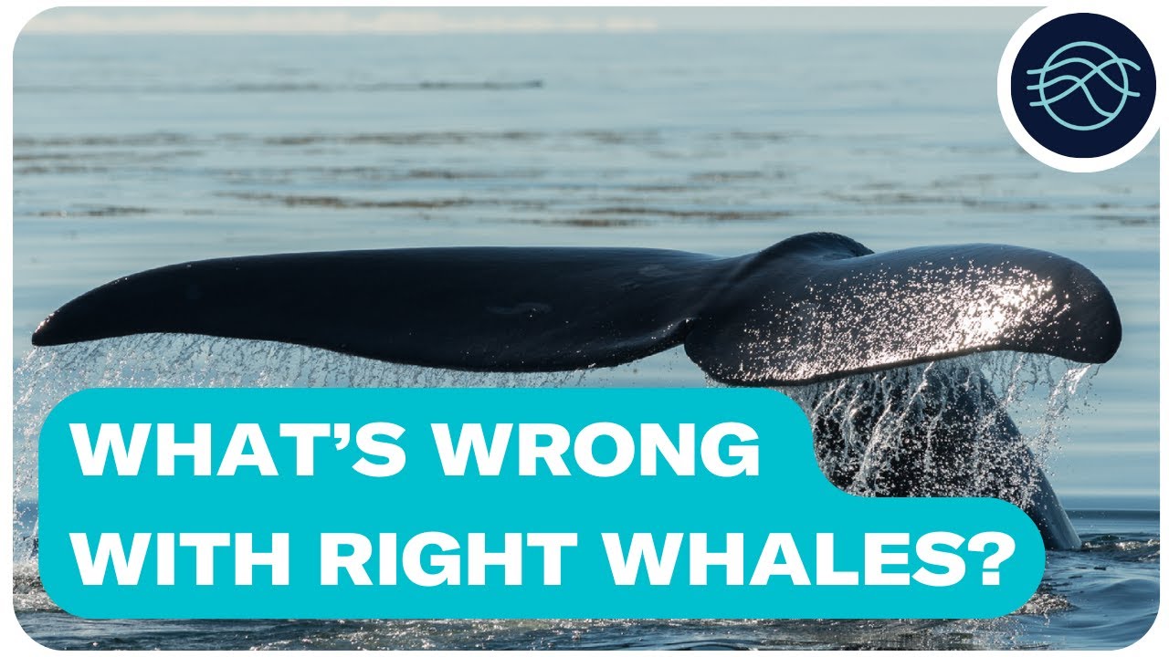 What's wrong with right whales - YouTube
