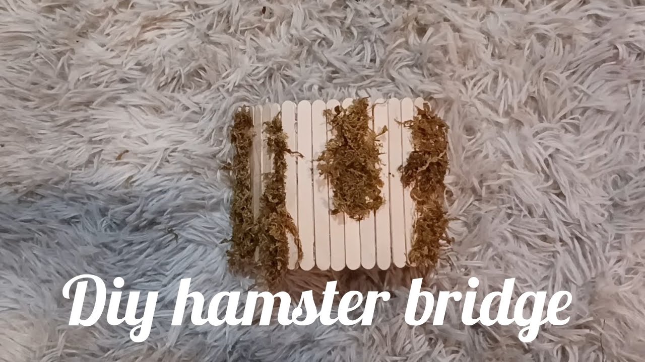 How to make a hamster bridge - YouTube