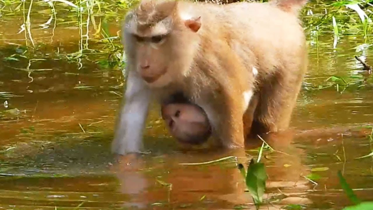 Monkey take new baby bathing| monkey disappointed cos of shallow water ...
