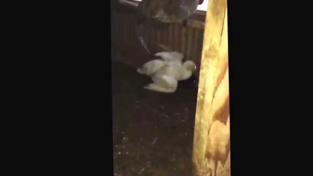 Duck humping chicken!!!! - YouTube