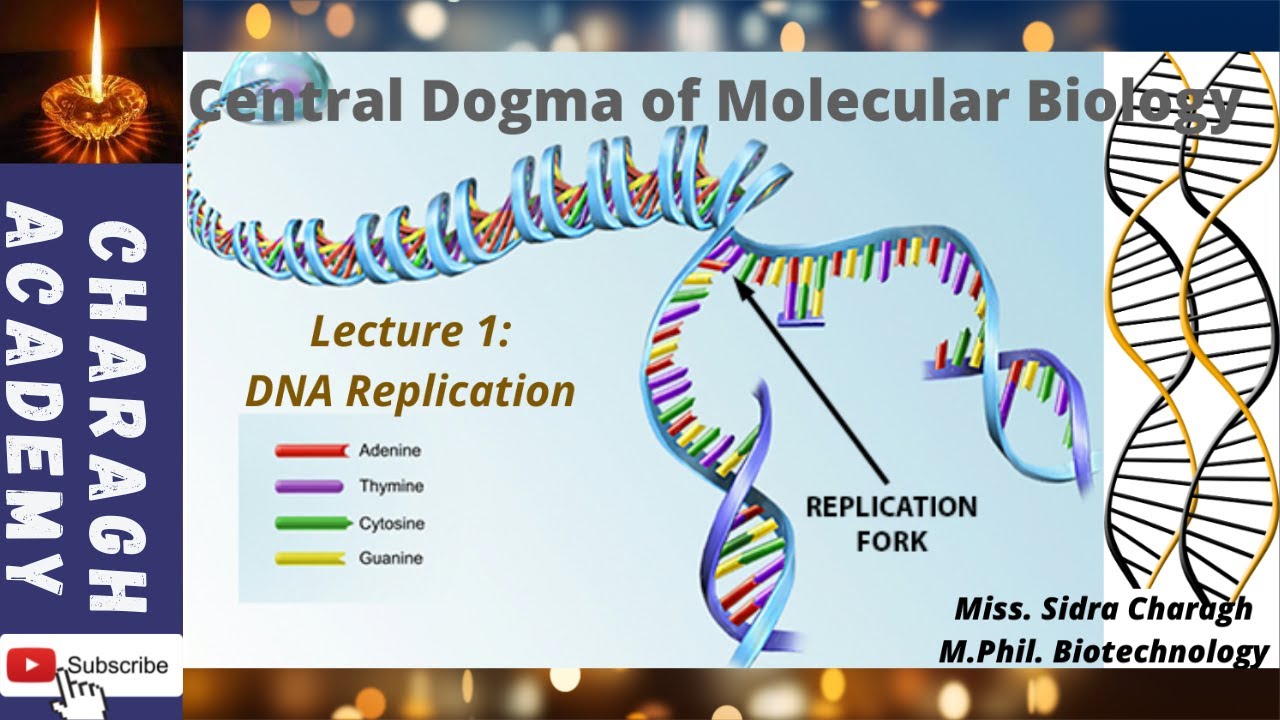 Information Pathways || DNA Replication Lecture 1 - YouTube