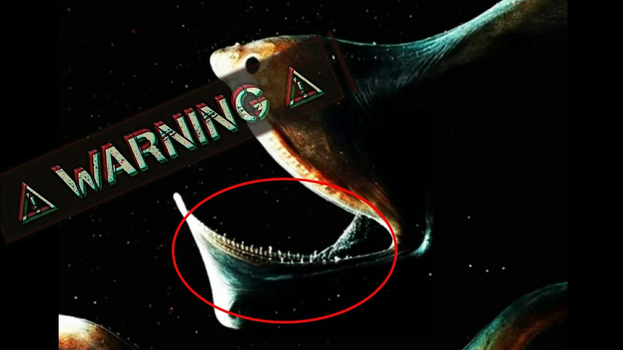 Top 5 Mysterious Sea Creature Caught On Camera - YouTube