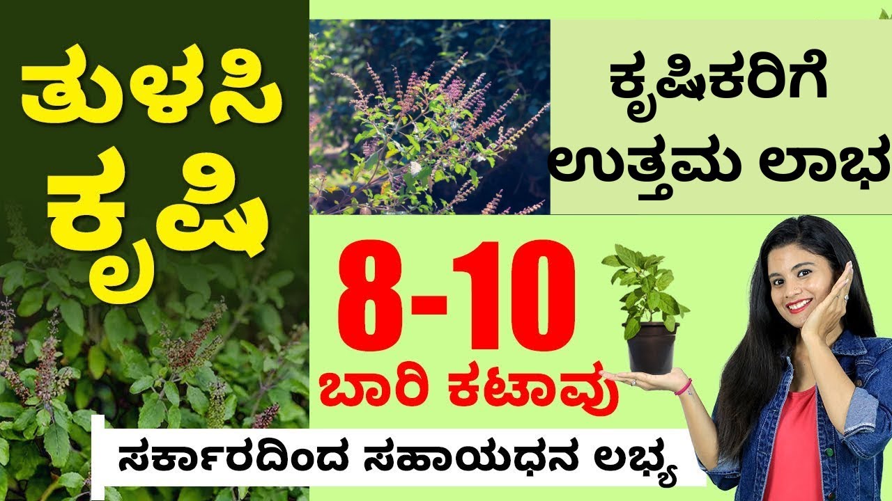 ತುಳಸಿ ಕೃಷಿಯಿಂದ ಹೆಚ್ಚಿನ ಲಾಭ ಹೇಗೆ ಪಡೆಯುವುದು? | | Complete Guide in ...