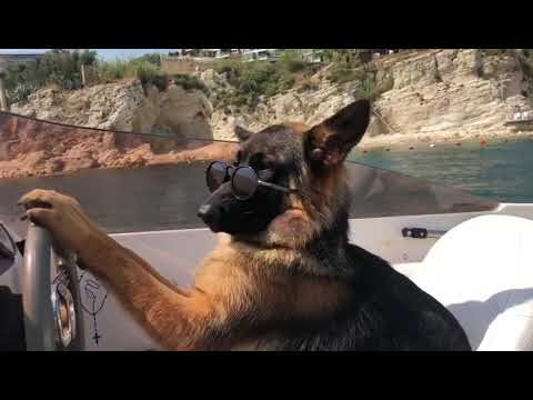 Dog driving a boat - YouTube