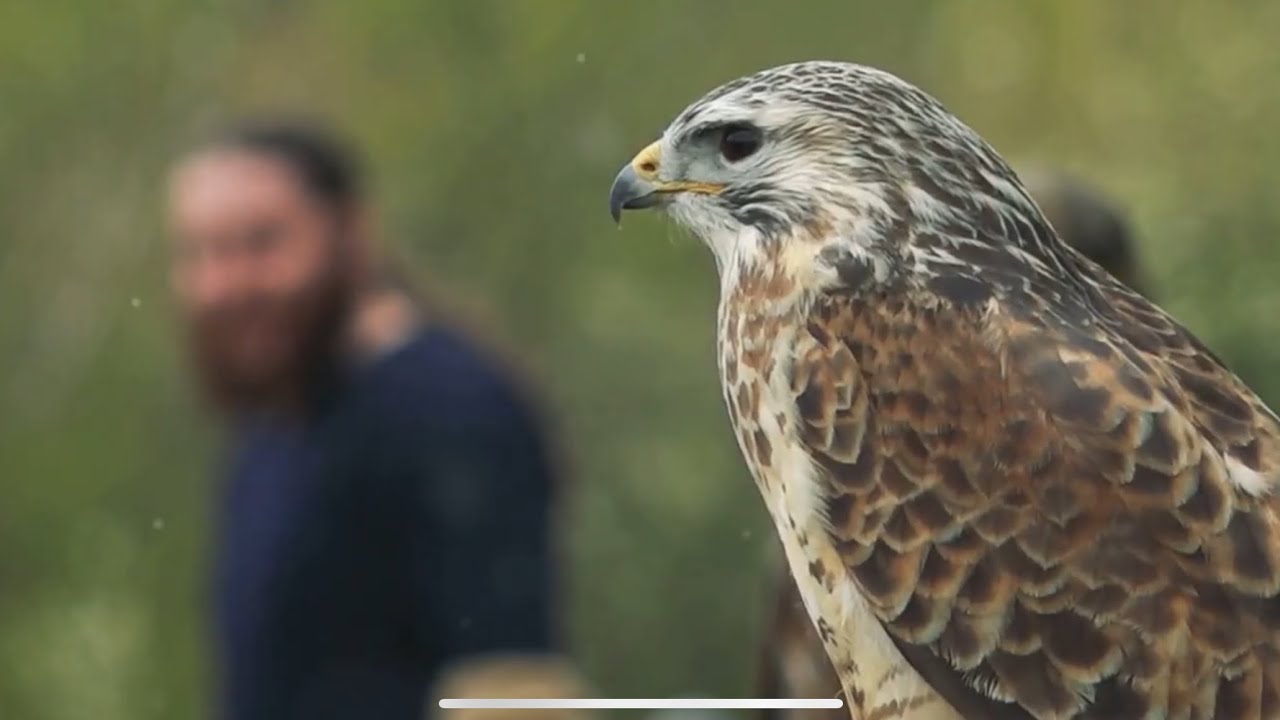 The Peregrine Falcon: Nature's Speed Demon - YouTube