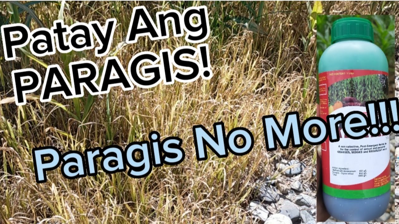 Mabisang Herbicide para sa damong PARAGIS/ Paano patayin ang Paragis sa ...