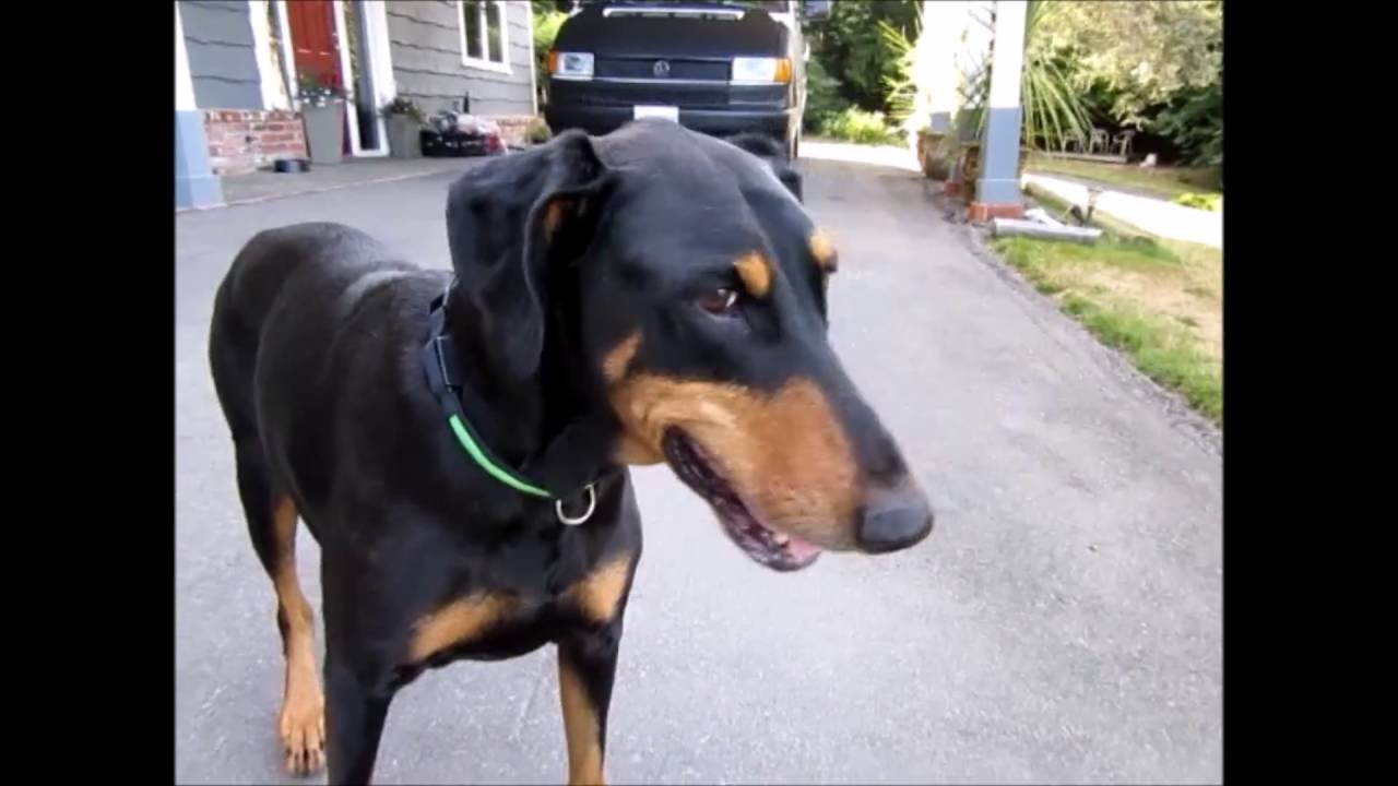 Adorable Dobermans Playing Outside - YouTube