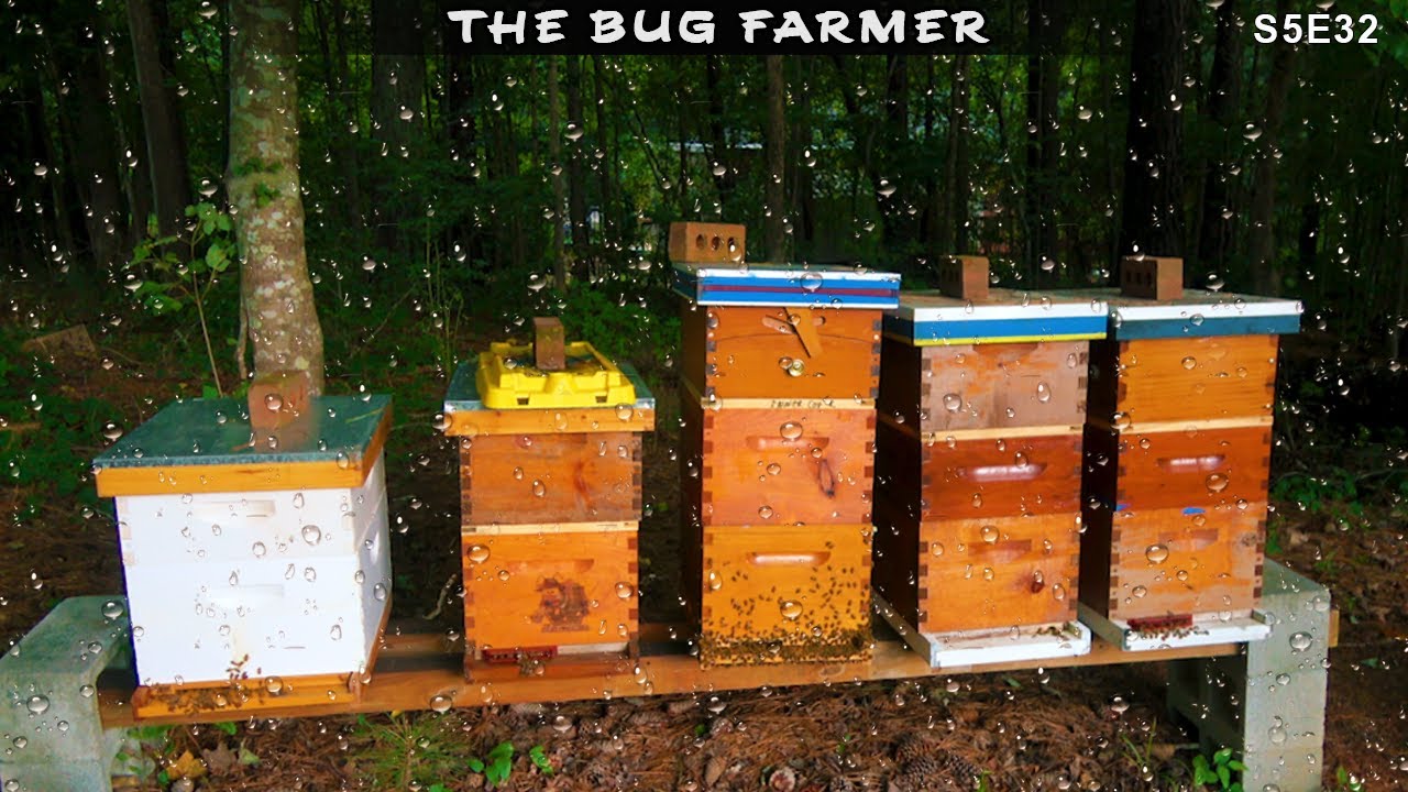 Bee Keeping on a Rainy Day. Can we get into the hives or should we ...