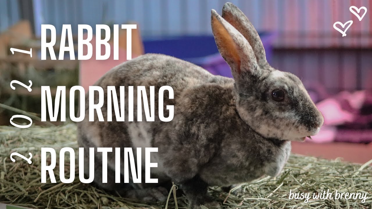 Winter Rabbit Morning Routine - YouTube