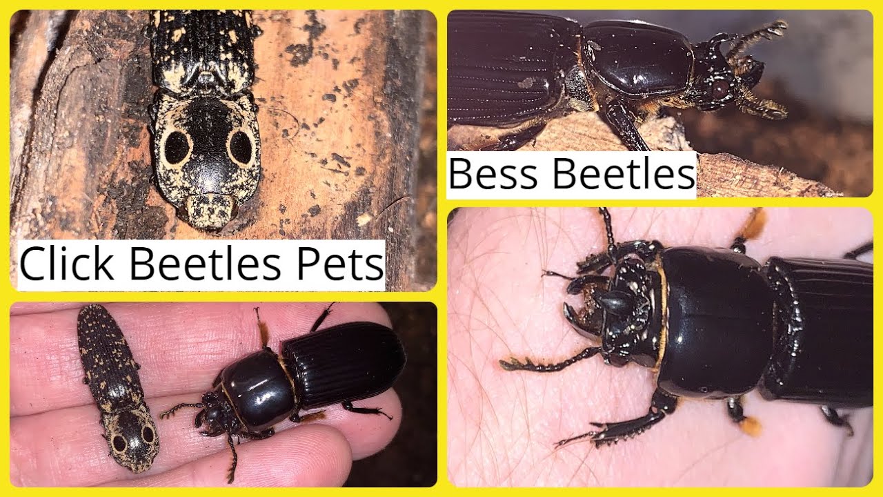 Bess Beetles And Click Beetle - YouTube