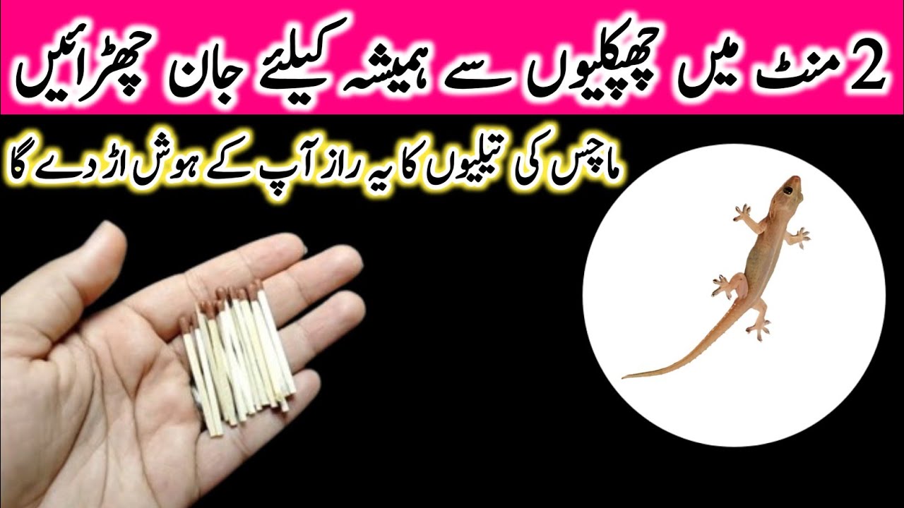 You will be surprised to see such a magical way to get rid of lizard ...