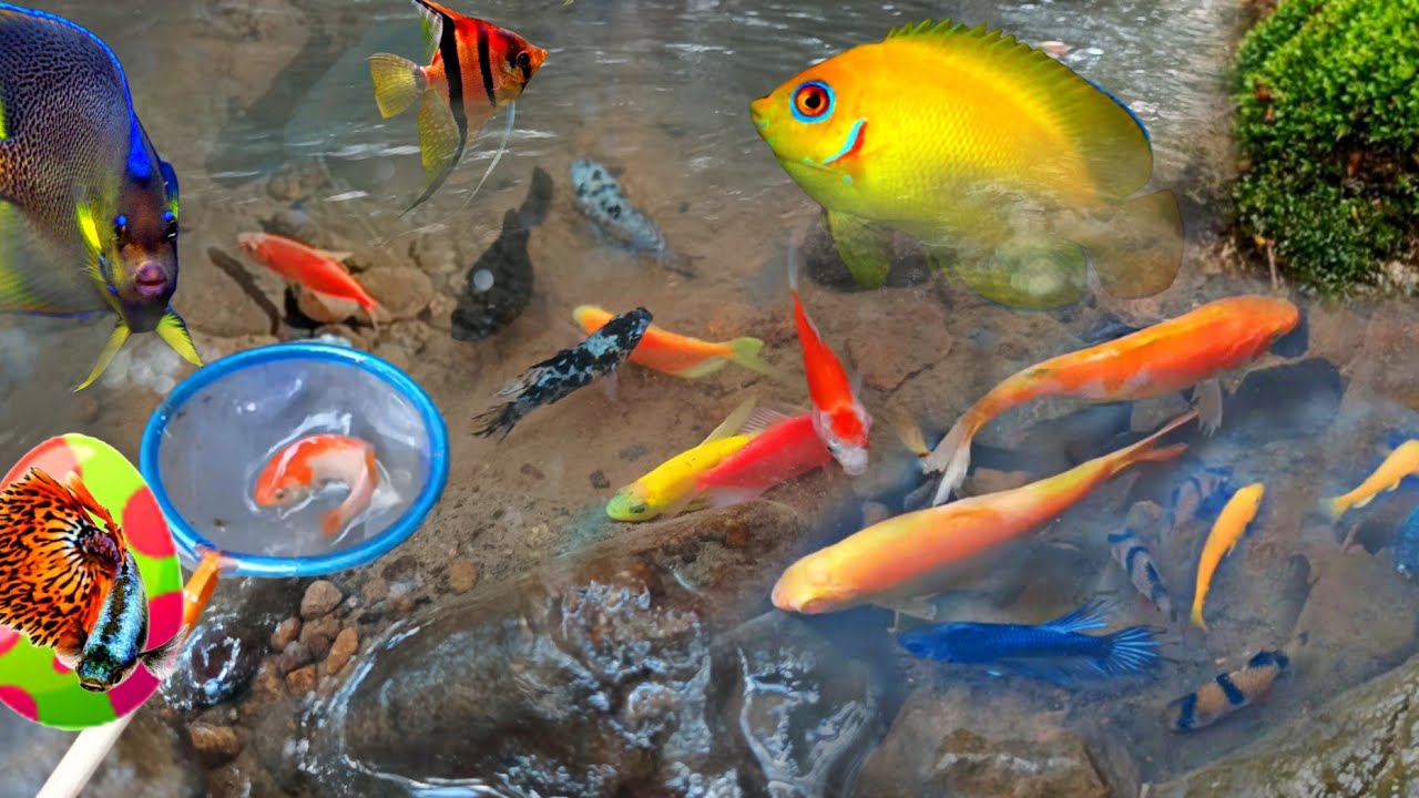 Menemukan Ikan Molly Balon, Ikan Cupang warna warni, Ikan glofish, ikan ...