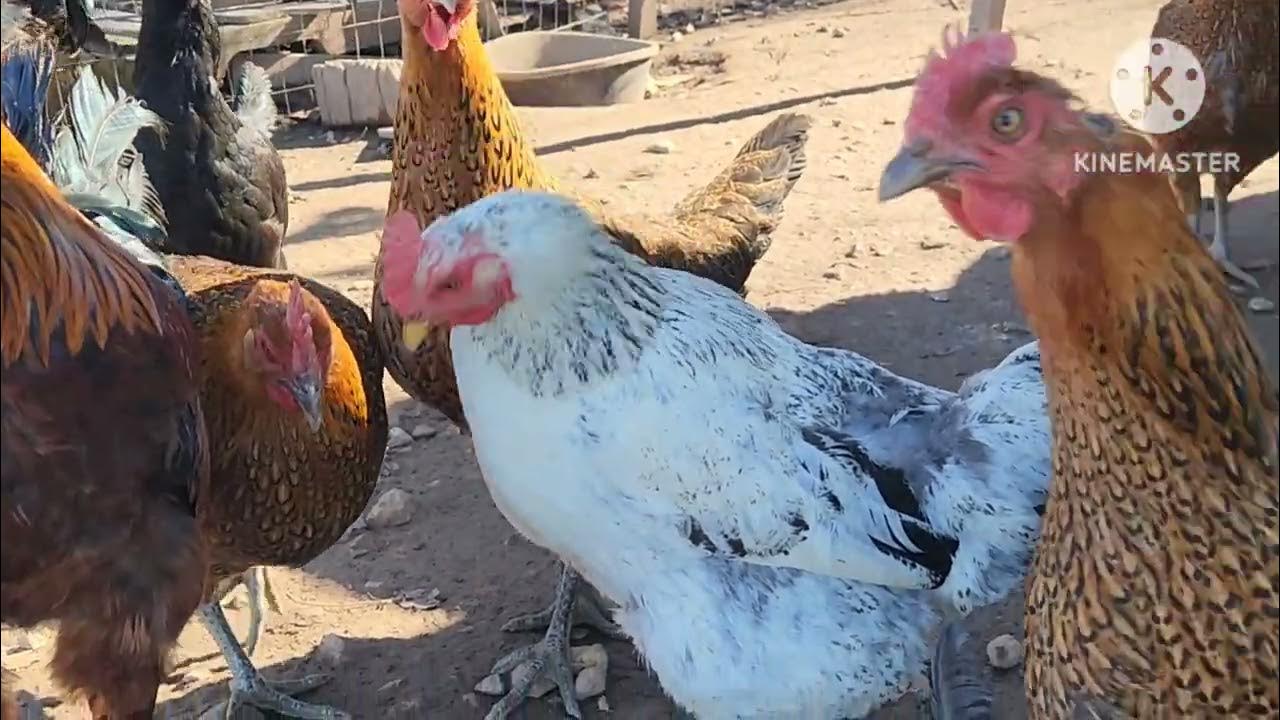 ncig saib qaib - YouTube