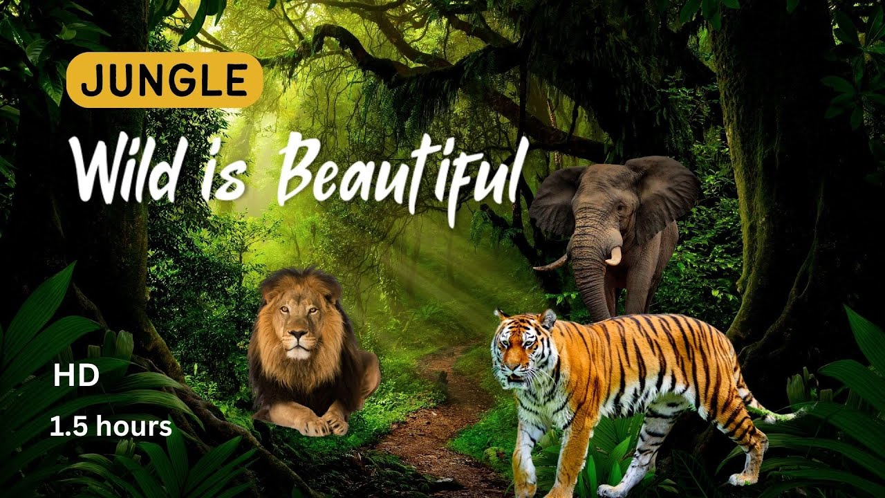 Journey Into the Wild: Watch in HD the Fascinating Beauty of Wild life ...