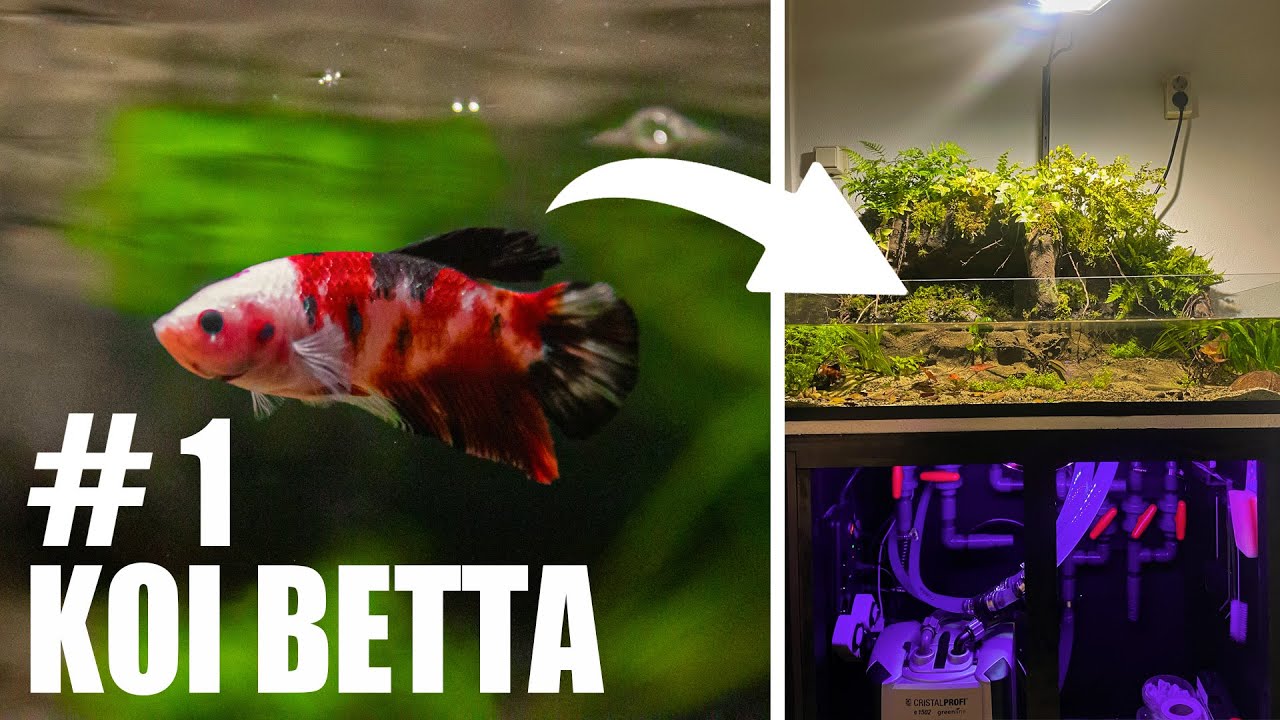Best Koi Betta Paludarium | By AquaCreate - YouTube