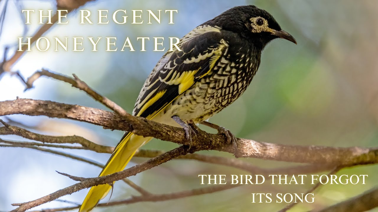 The Regent Honeyeater – The Bird That Forgot Its Song - YouTube