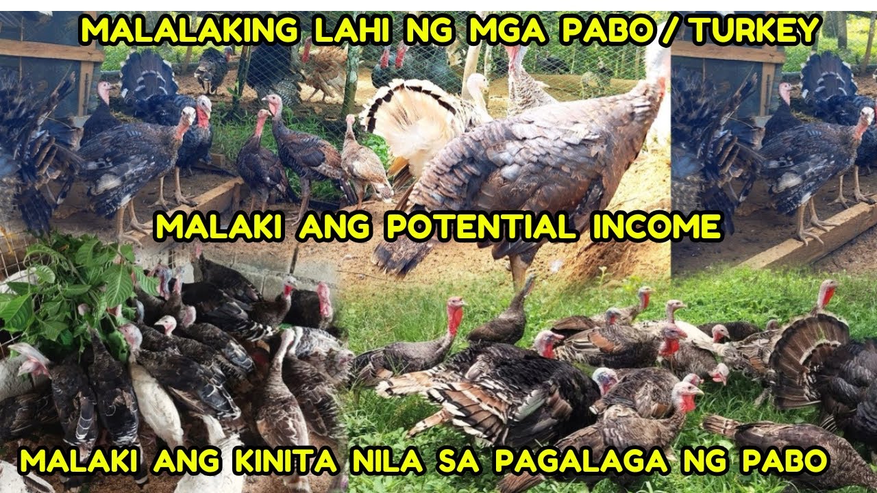 PABO PWEDI KUMITA NG MALAKI MAGADANG PANG DAGDAG SA FARM / TURKEY FARM ...