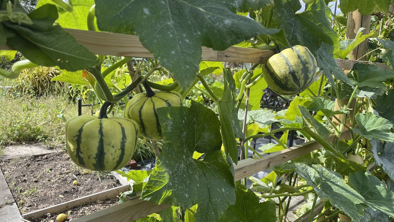 A new way to grow climbing squash - YouTube
