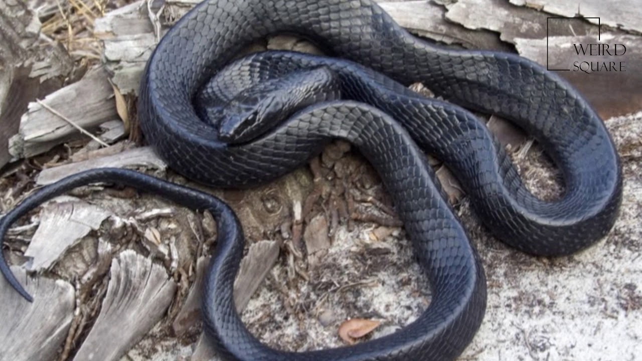 Interesting facts about indigo snake by weird square - YouTube