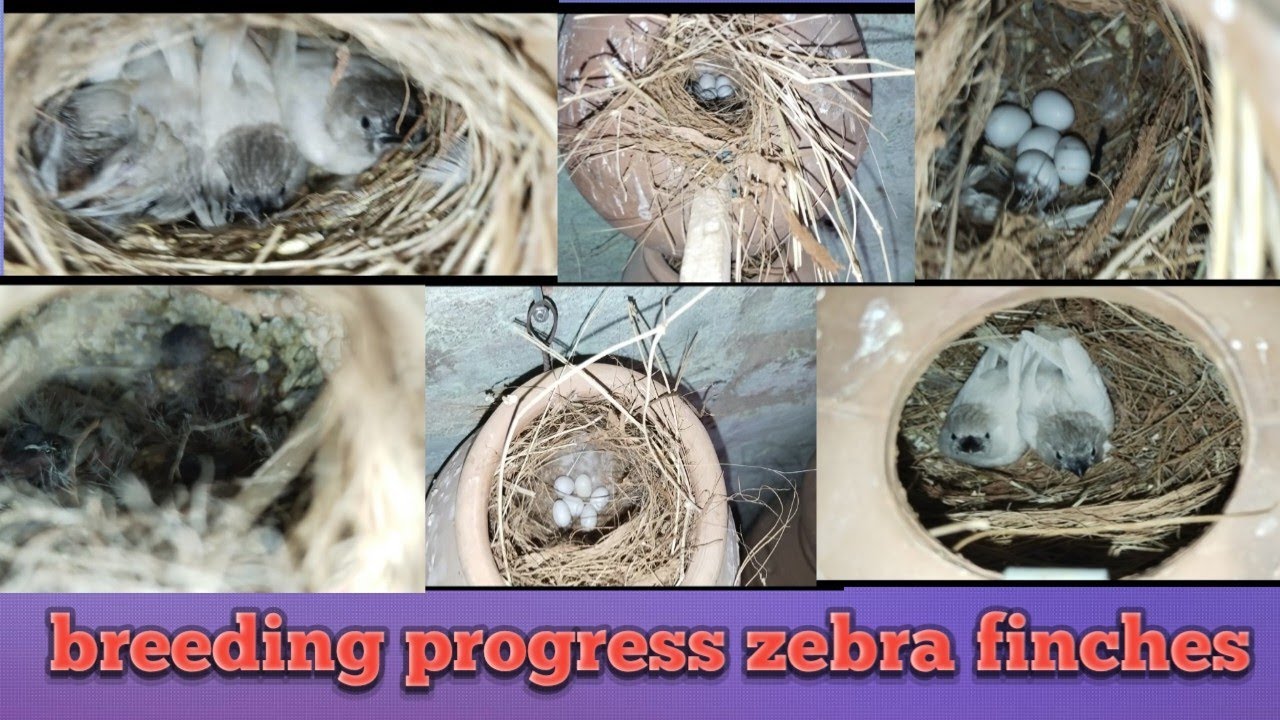 breeding progress zebra finches - YouTube
