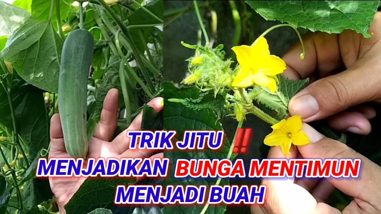 CARA MEMBANTU PENYERBUKAN BUNGA MENTIMUN ‼️ SUPAYA BUAHNYA LEBAT - YouTube