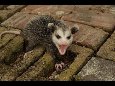 Sunday Jam MARCH 2018 'Possums - North Austin, TX - YouTube