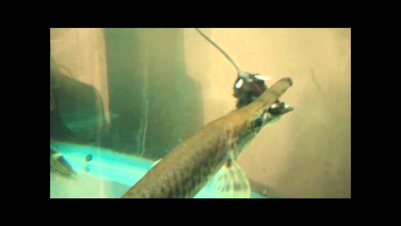 Alligator Gar eat mouse - YouTube