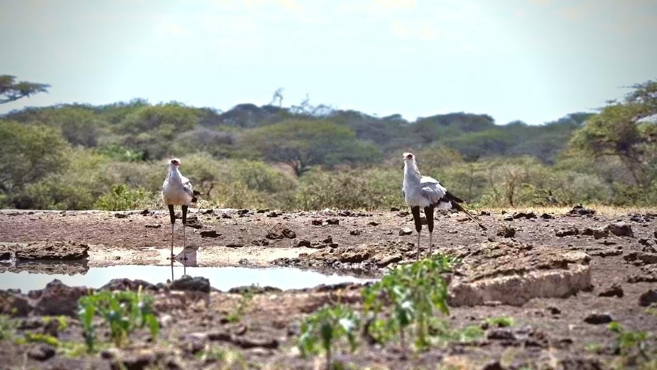 Two Secretary Birds at ol Donyo - YouTube